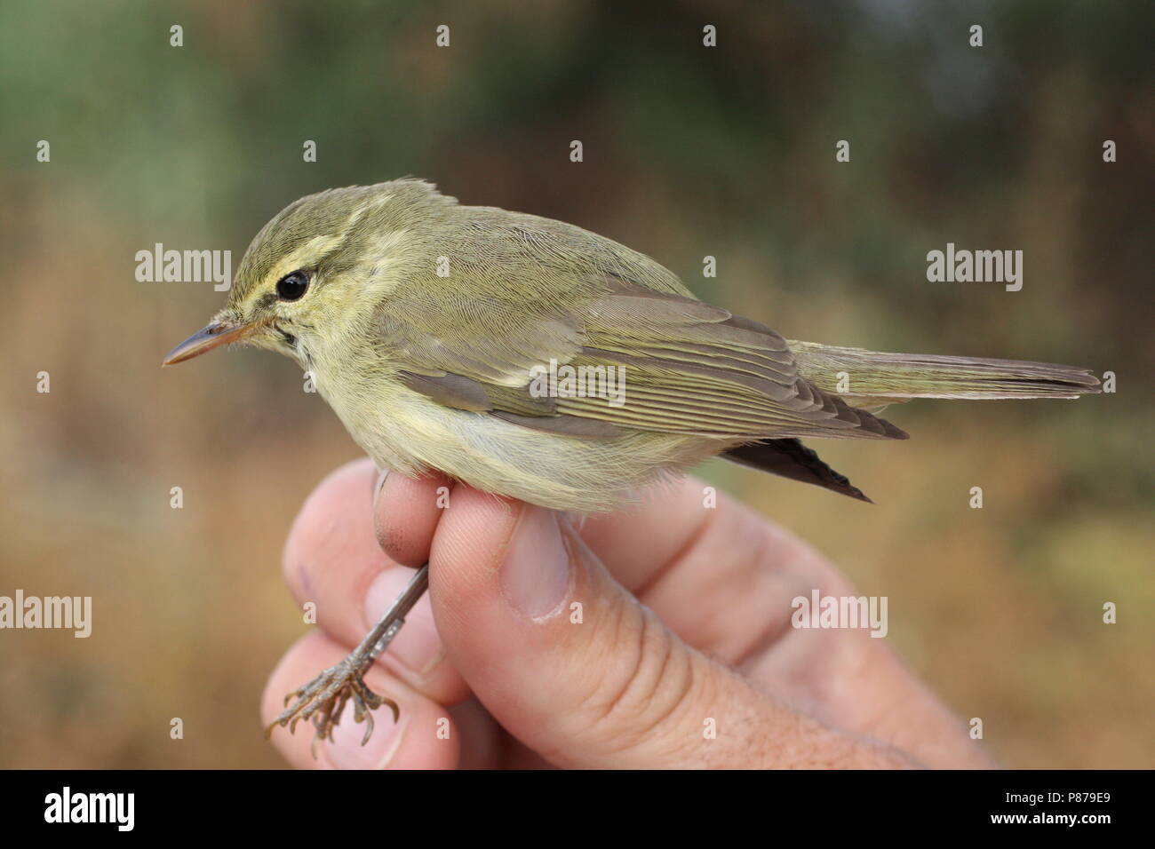 Groene Fitis, Green Warbler, Phylloscopus nitidus Stock Photo - Alamy