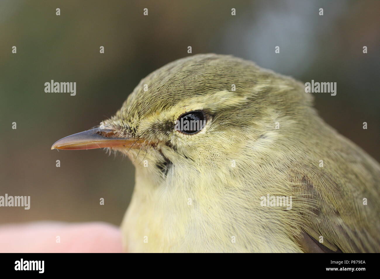Groene Fitis, Green Warbler, Phylloscopus nitidus Stock Photo - Alamy