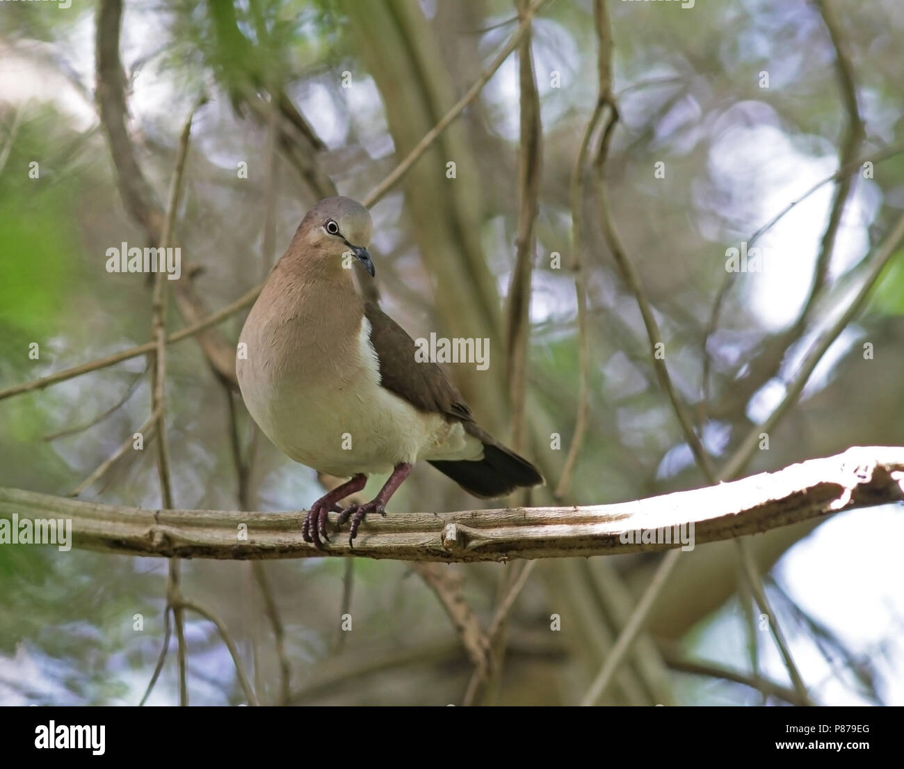 Grenada Dove, Leptotila wellsi) critically endangered and endemic to ...