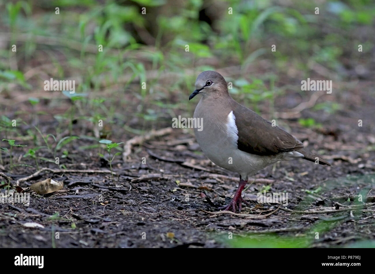 Grenada Dove, Leptotila wellsi) critically endangered and endemic to ...