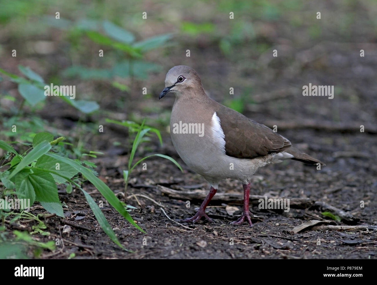 Grenada Dove, Leptotila wellsi) critically endangered and endemic to ...