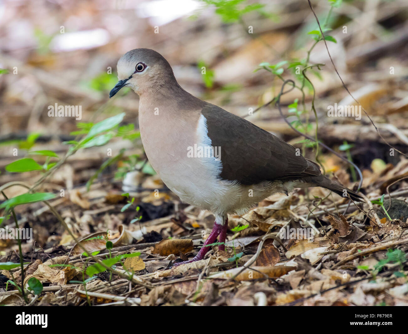 Dove island hi-res stock photography and images - Alamy