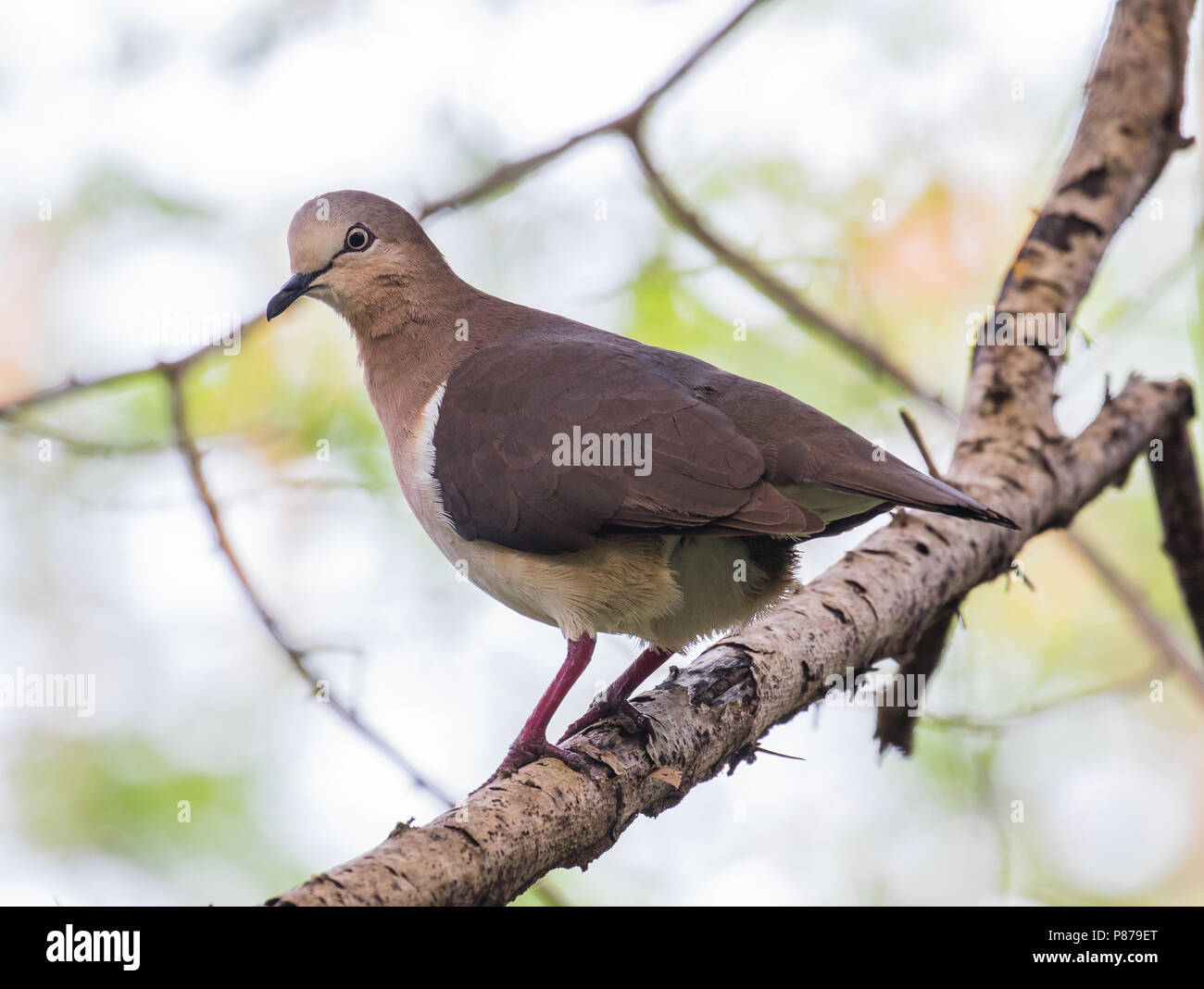 Grenada Dove (Leptotila wellsi) a critically endangered species from ...