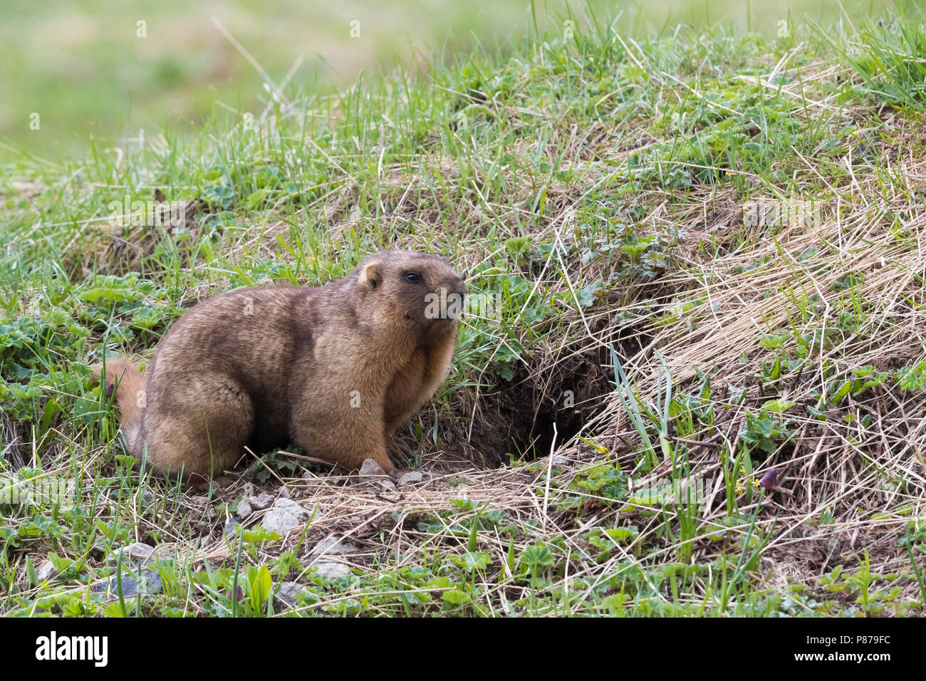 Marmota baibacina hi-res stock photography and images - Alamy