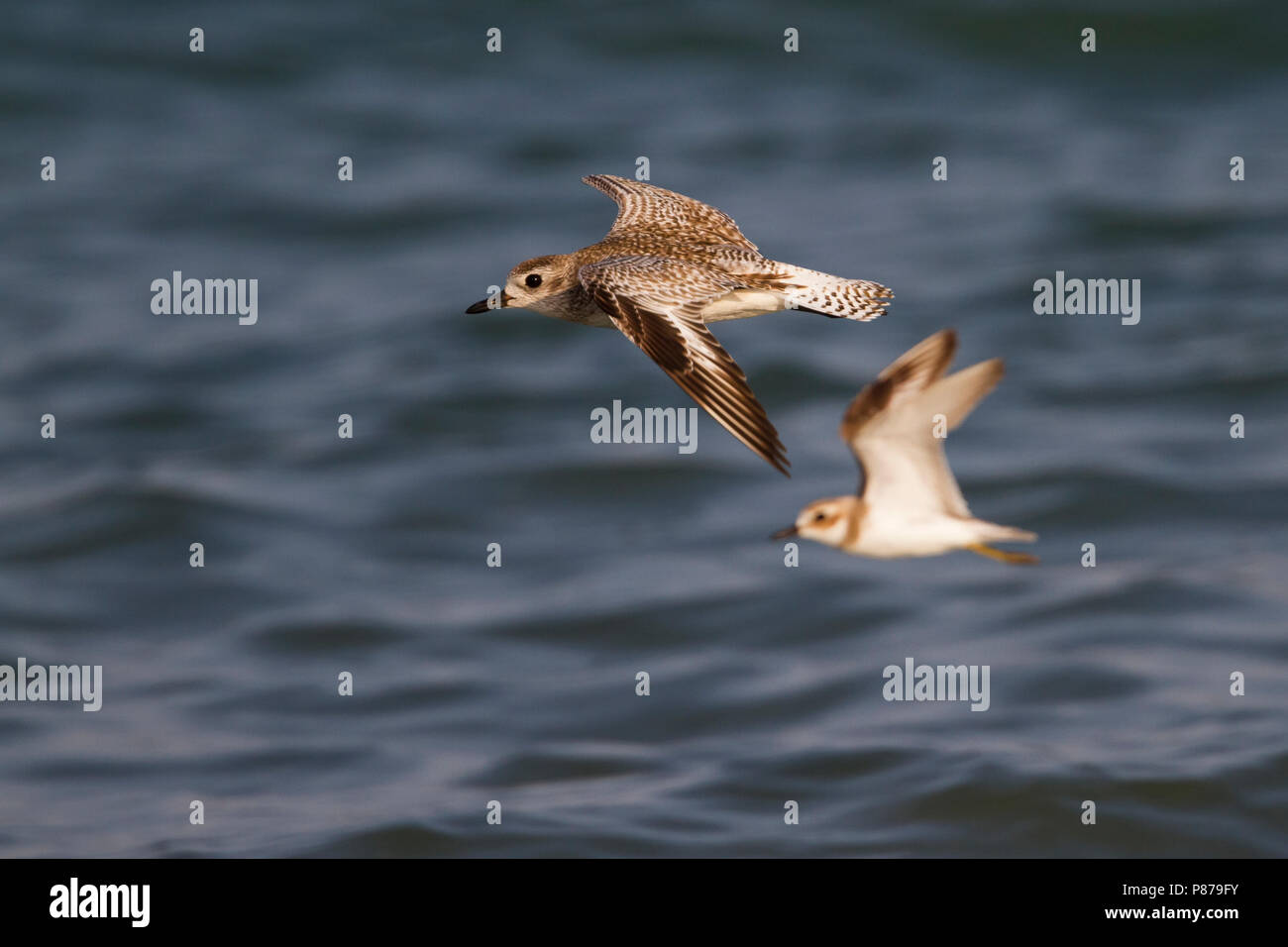 Flying Grey Plover - Kiebitzregenpfeifer - Pluvialis squatarola ssp ...