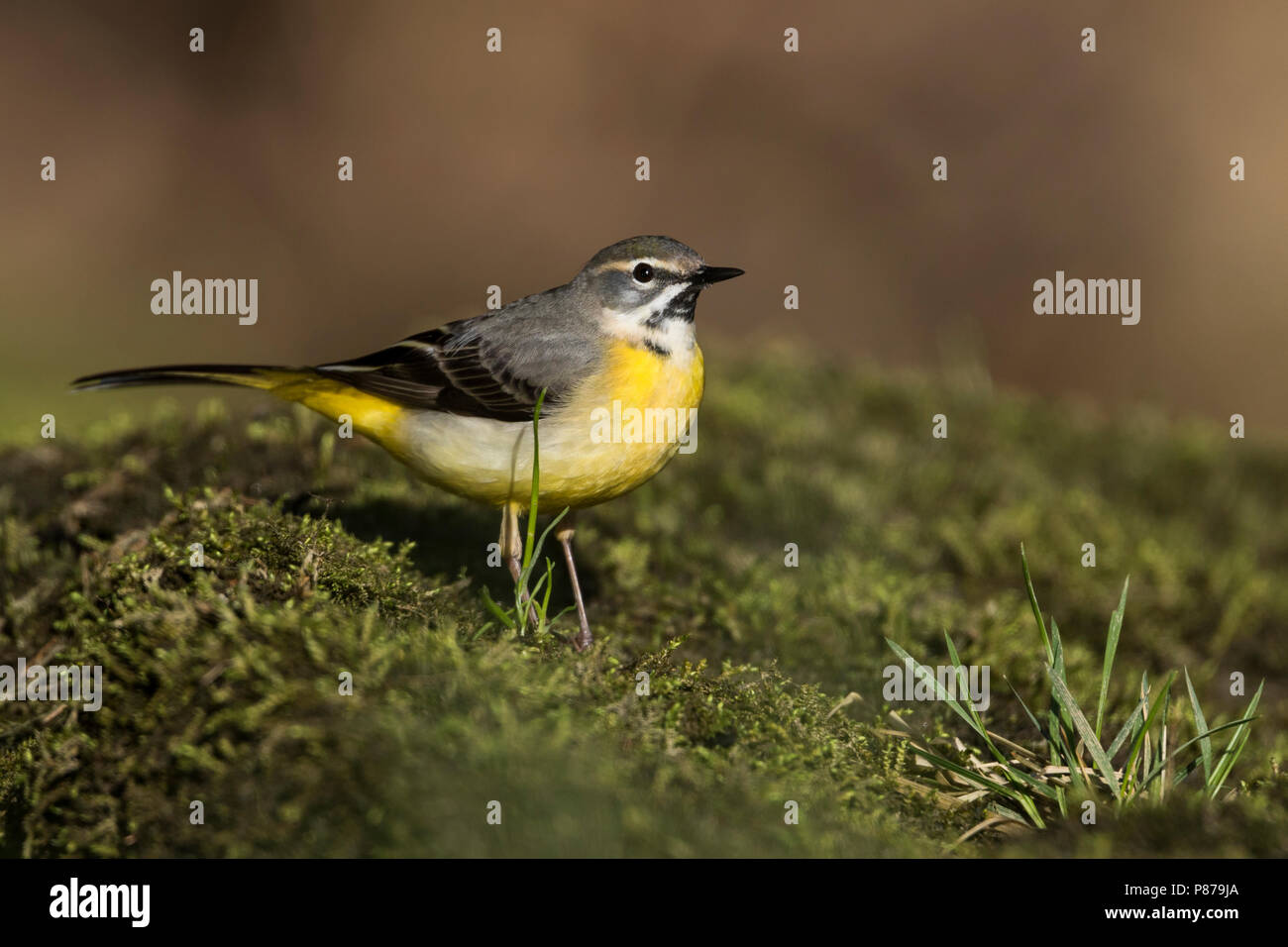 Grey Wagtail - Gebirgsstelze - Motacilla cinerea ssp. cinerea, Germany ...