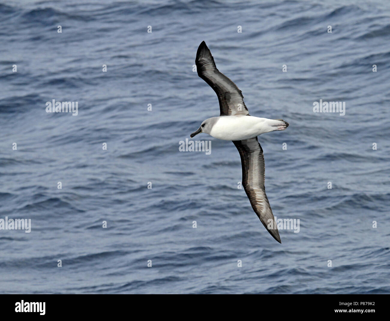 Adult Grey-headed Albatross (Thalassarche chrysostoma) in flight Stock ...