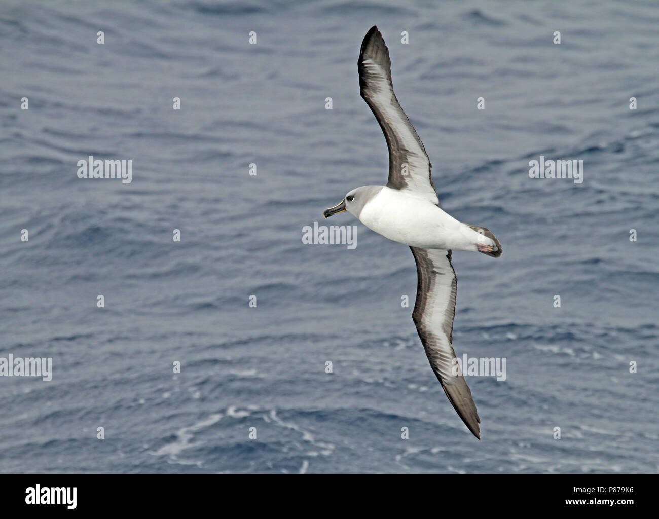 Adult Grey-headed Albatross (Thalassarche chrysostoma) in flight Stock ...