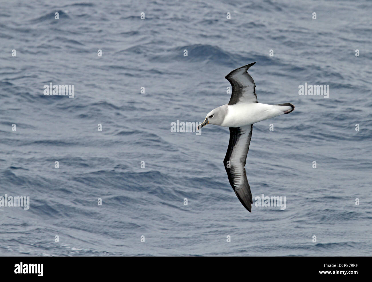 Adult Grey-headed Albatross (Thalassarche chrysostoma) in flight Stock ...