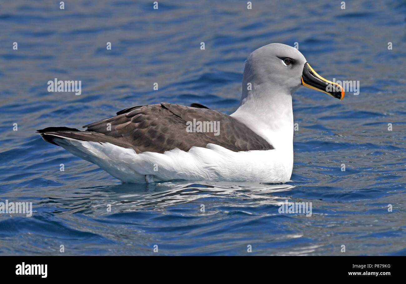 Grey-headed Albatross (Thalassarche chrysostoma) swimming Stock Photo ...