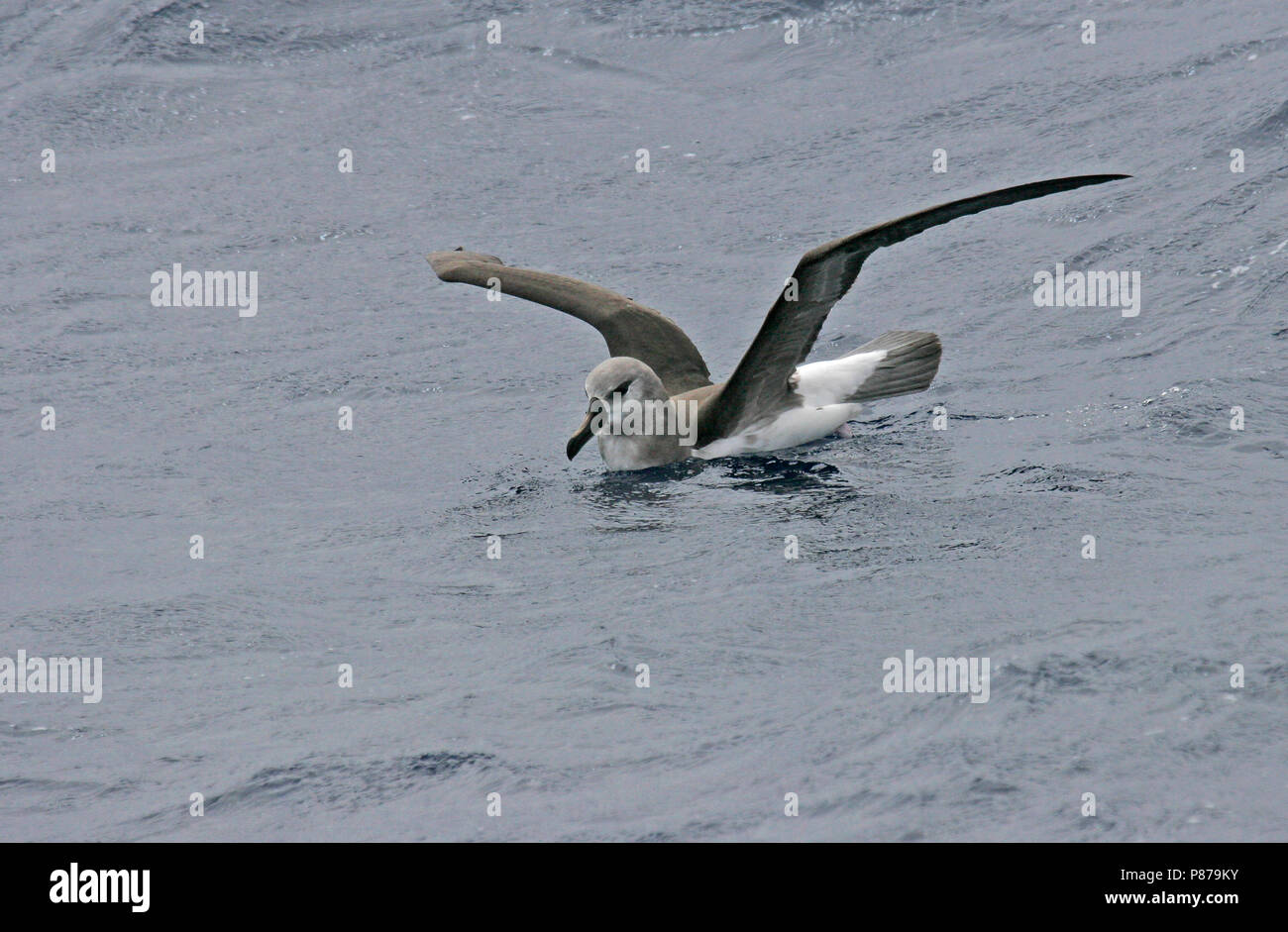 Immature Grey-headed Albatross (Thalassarche chrysostoma) in flight ...