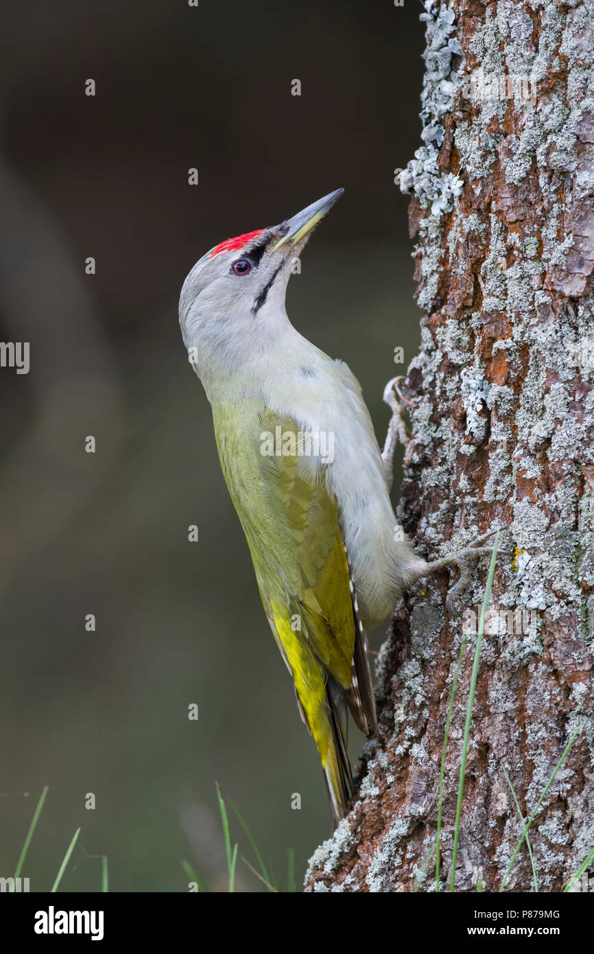 Grey-headed Woodpecker - Grauspecht - Picus canus ssp. canus, Poland ...
