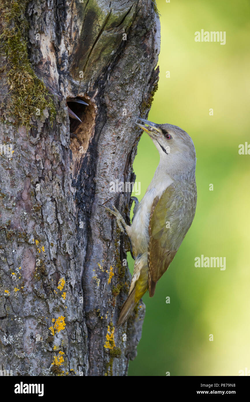 Grey-headed Woodpecker - Grauspecht - Picus canus ssp. canus, Germany ...