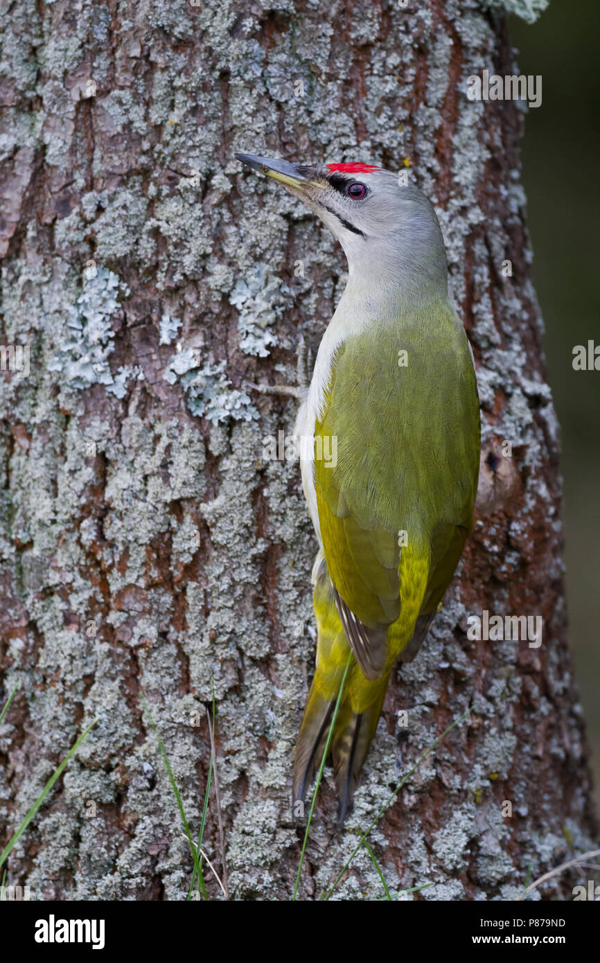 Grauspecht hi-res stock photography and images - Alamy