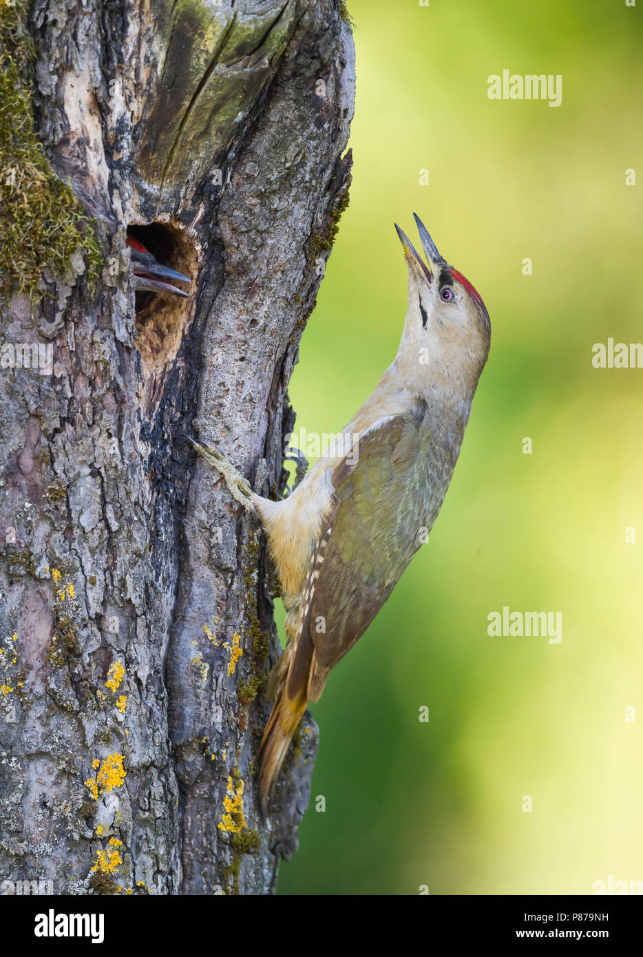 Grey-headed Woodpecker - Grauspecht - Picus canus ssp. canus, Germany ...