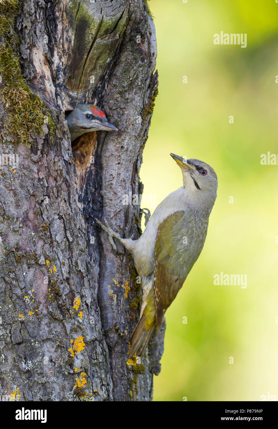 Grey-headed Woodpecker - Grauspecht - Picus canus ssp. canus, Germany ...