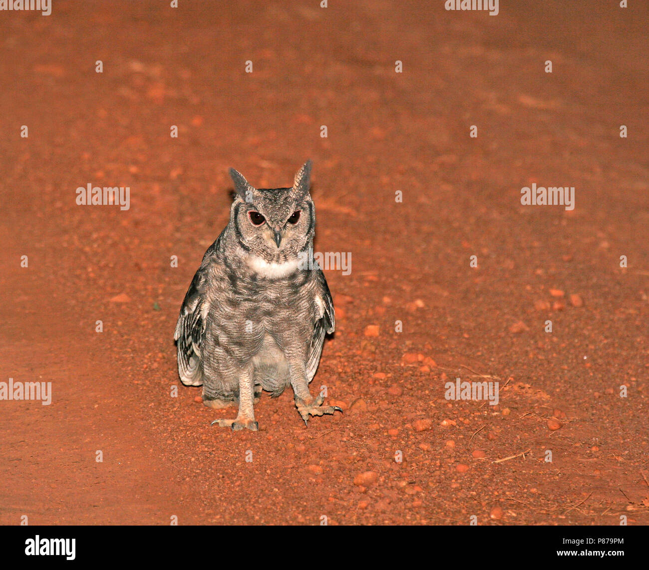 Grayish eagle owl hi-res stock photography and images - Alamy