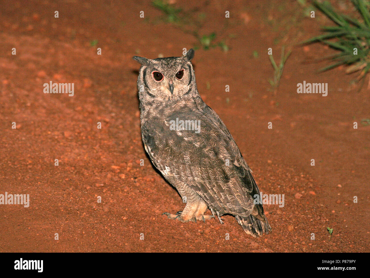 Greyish Eagle Owl (Bubo cinerascens) resting in the middle of the road ...
