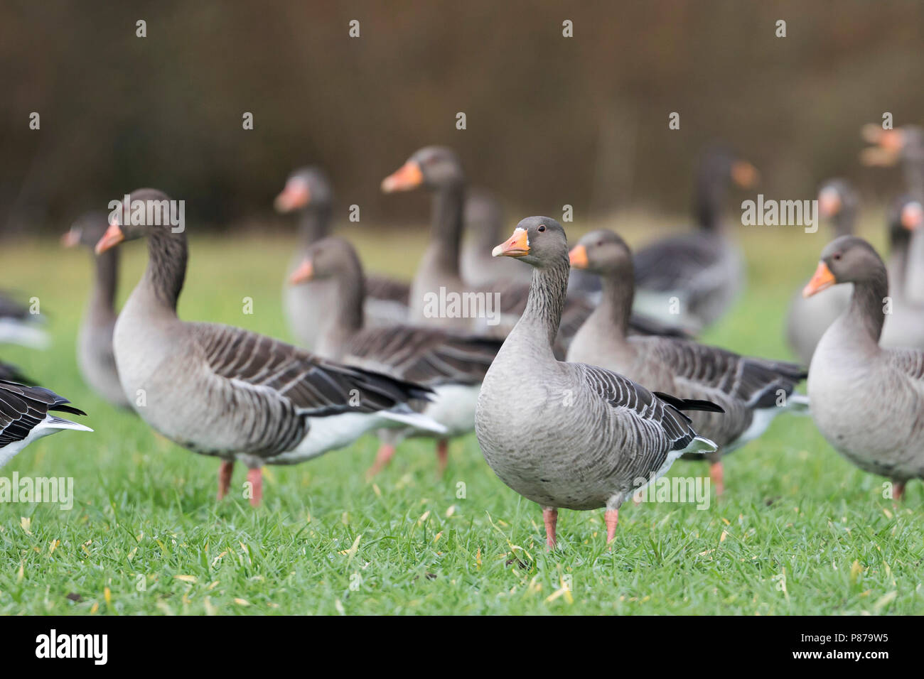 Graugans hi-res stock photography and images - Alamy