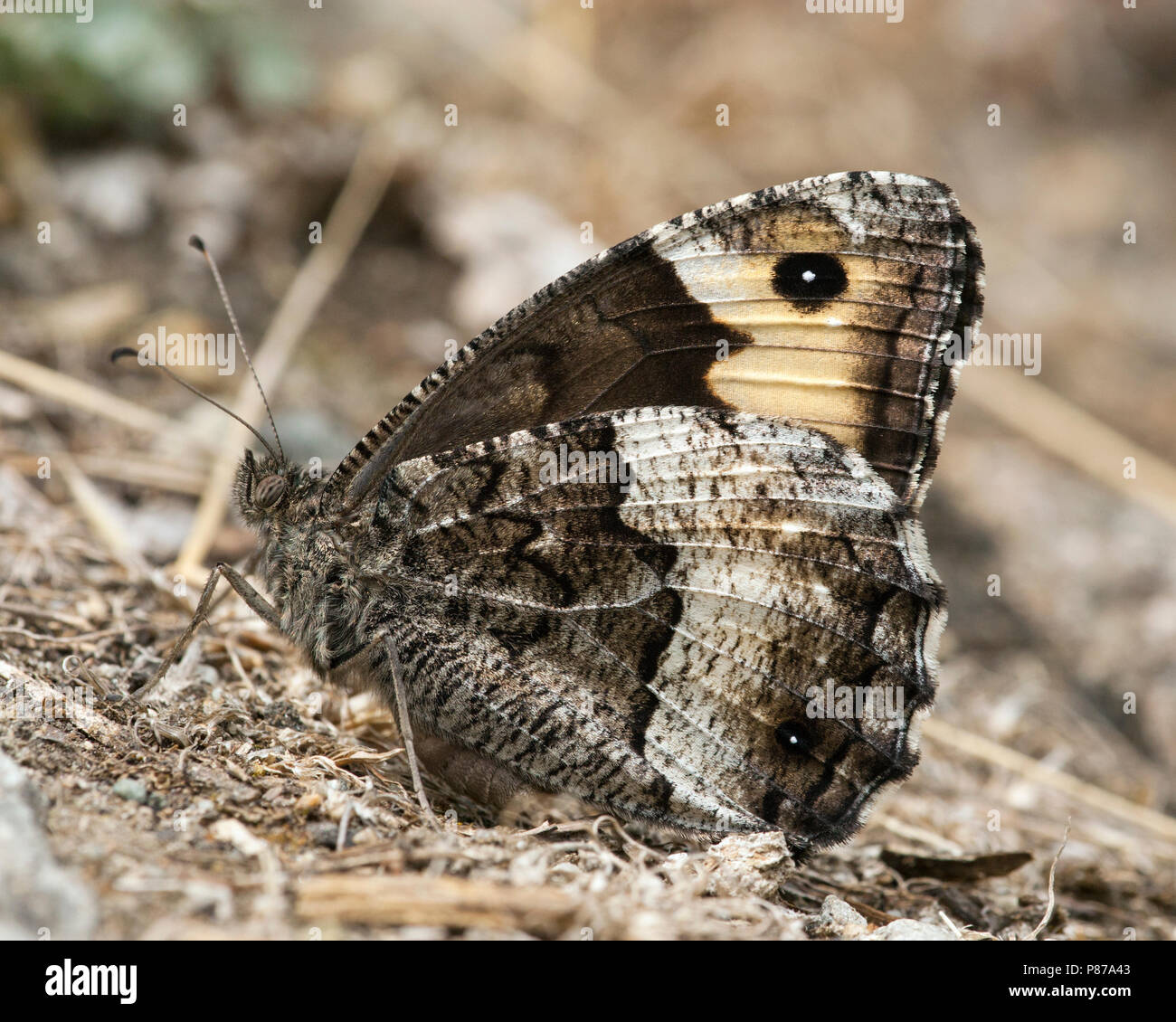 Grote boswachter hi-res stock photography and images - Alamy