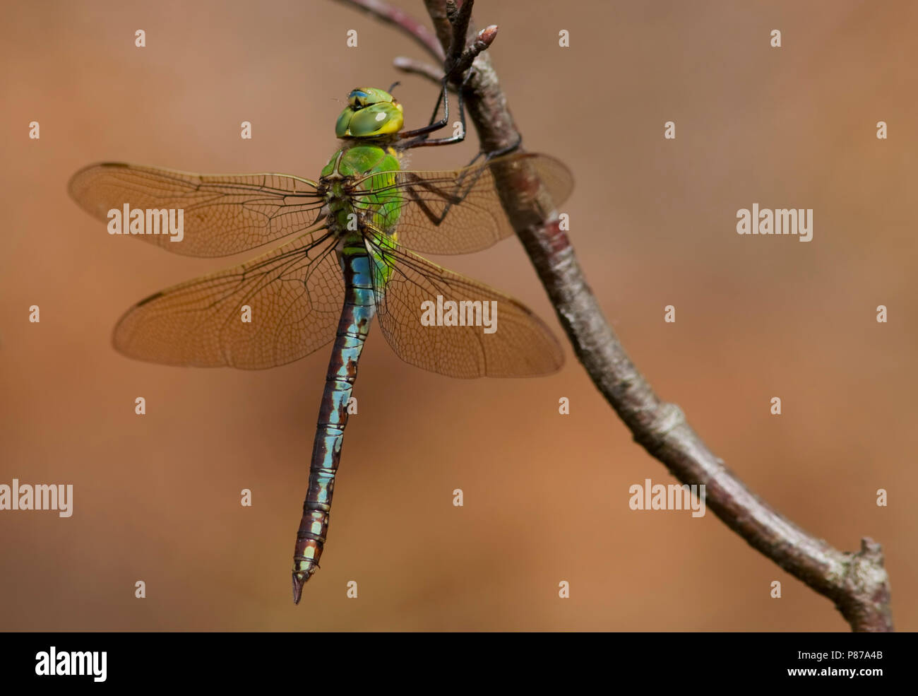 Imago Grote keizerlibel; Adult Blue Emperor Stock Photo - Alamy