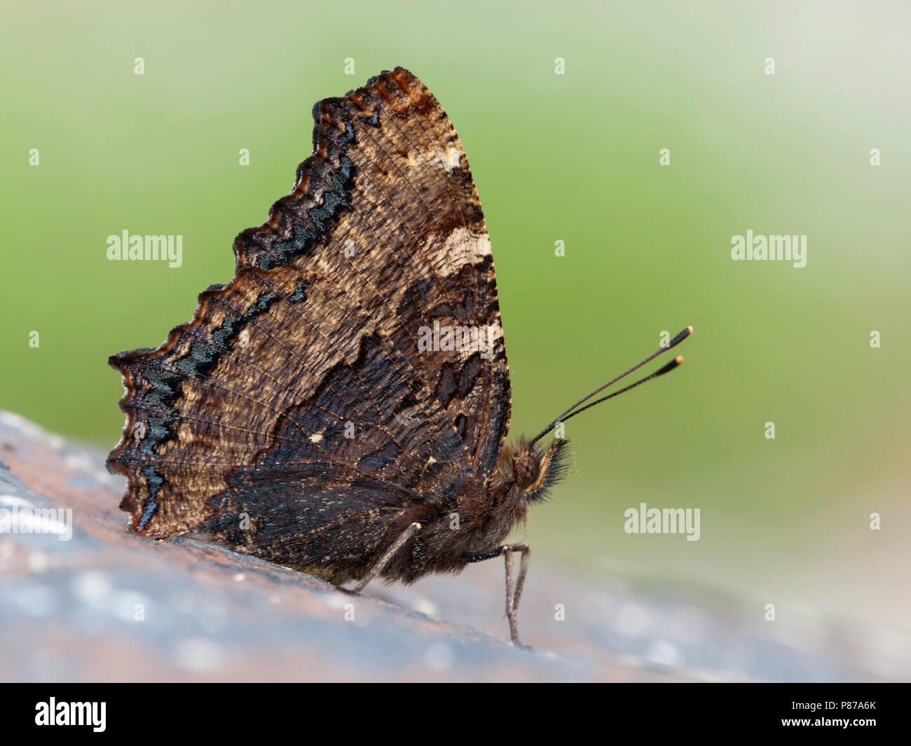 Large Tortoiseshell Stock Photos & Large Tortoiseshell Stock Images - Alamy