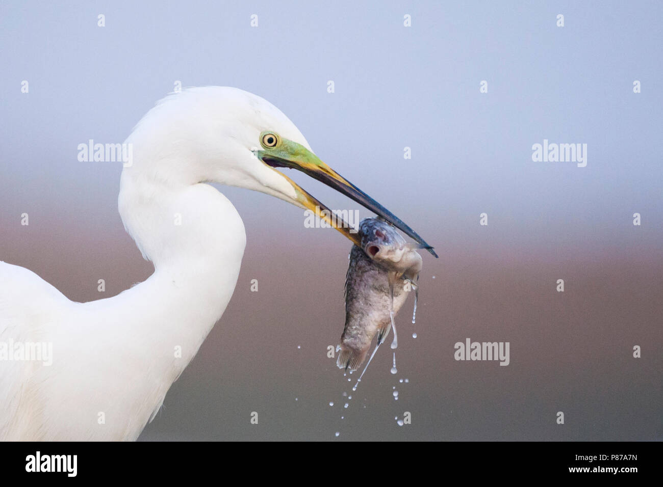 Grote Zilverreiger met vis in bek; Western Great Egret with fish in ...