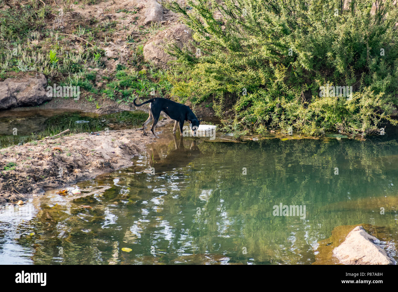 A black dock drinking clean water at river bed near a small urban town ...
