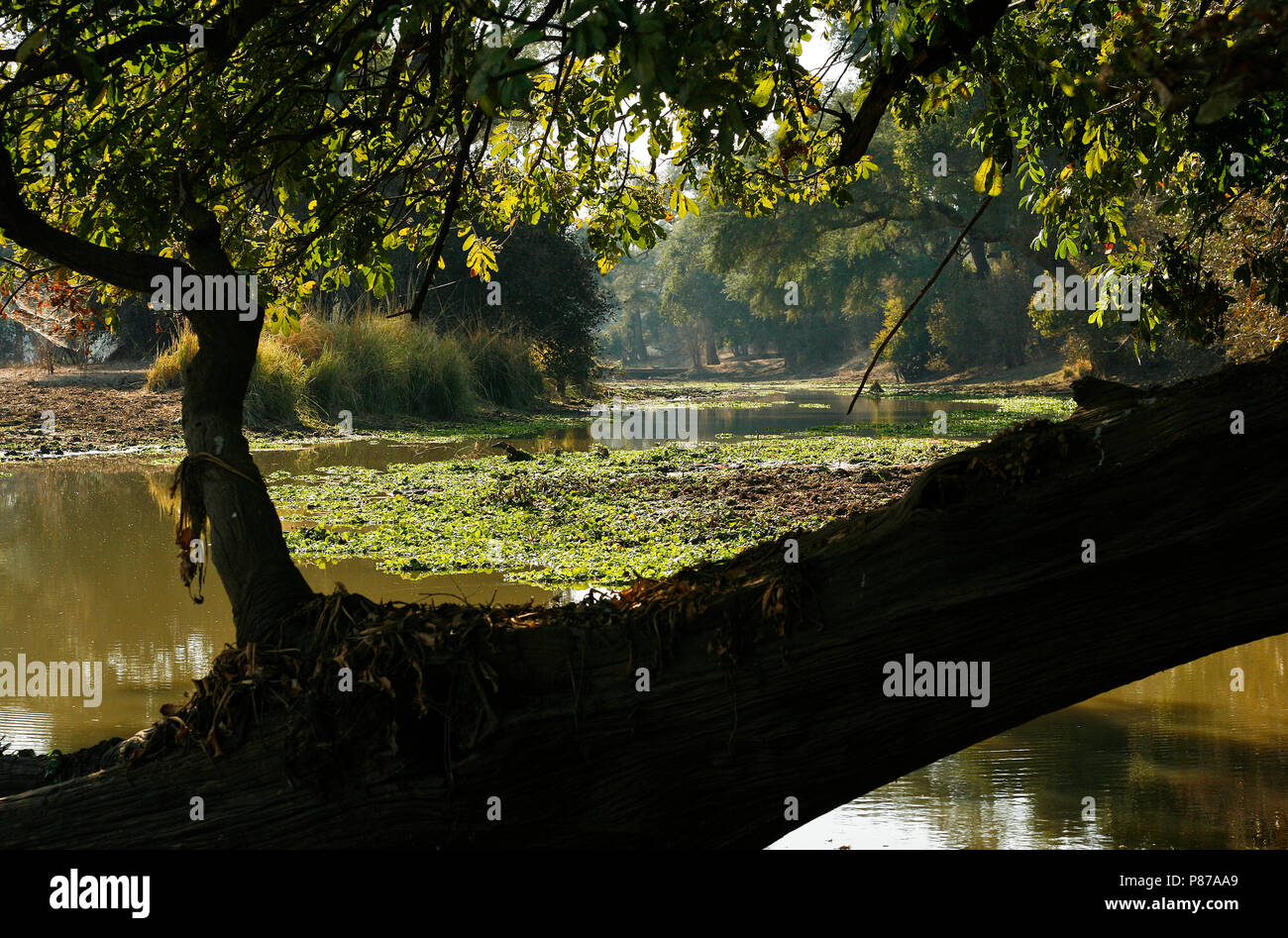 Pool, Mana Pool National Park. Zimbabwe Stock Photo - Alamy