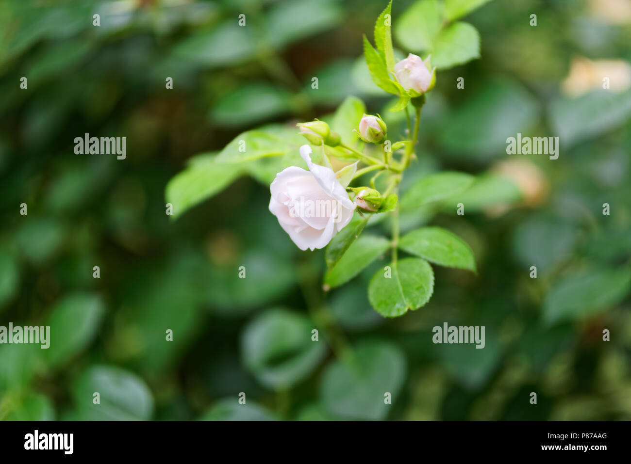 Small white rose hi-res stock photography and images - Alamy
