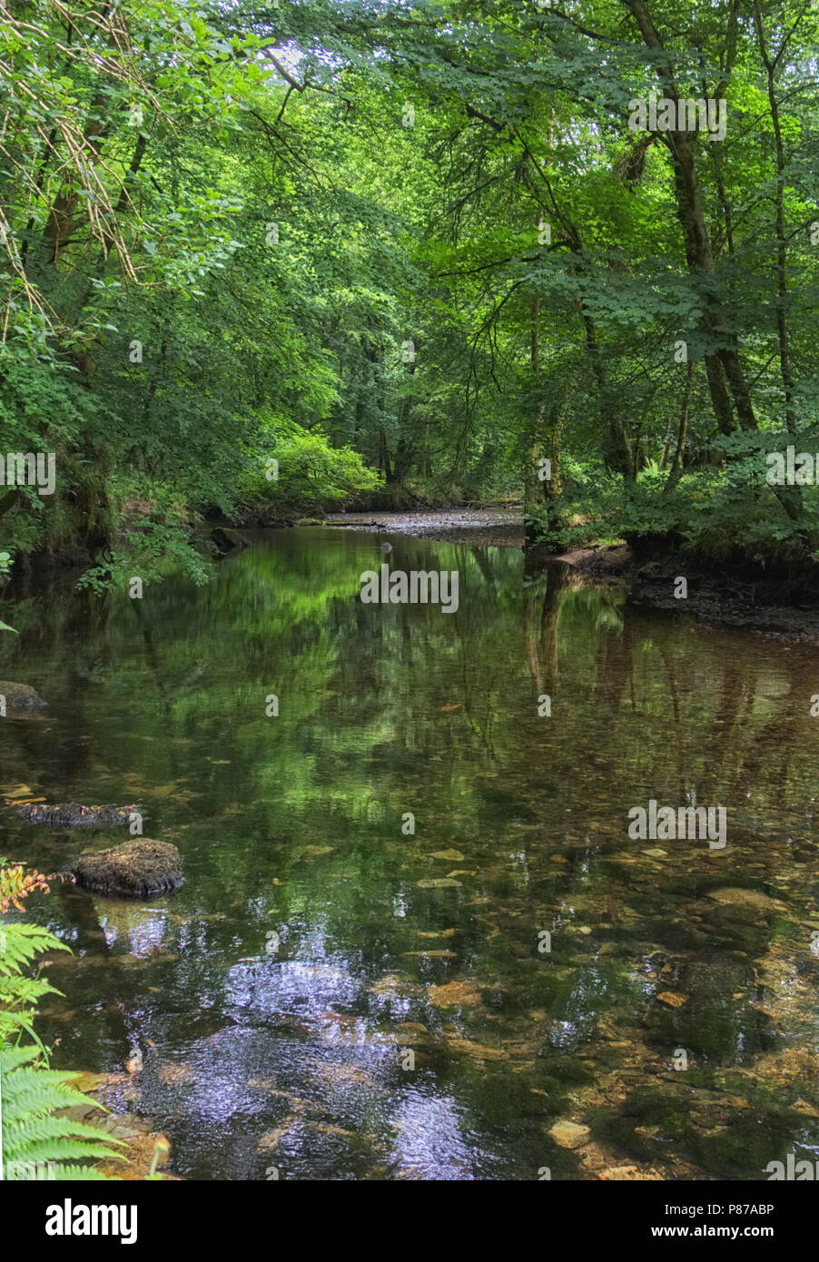 Summer landscape green trees riverbank hi-res stock photography and ...