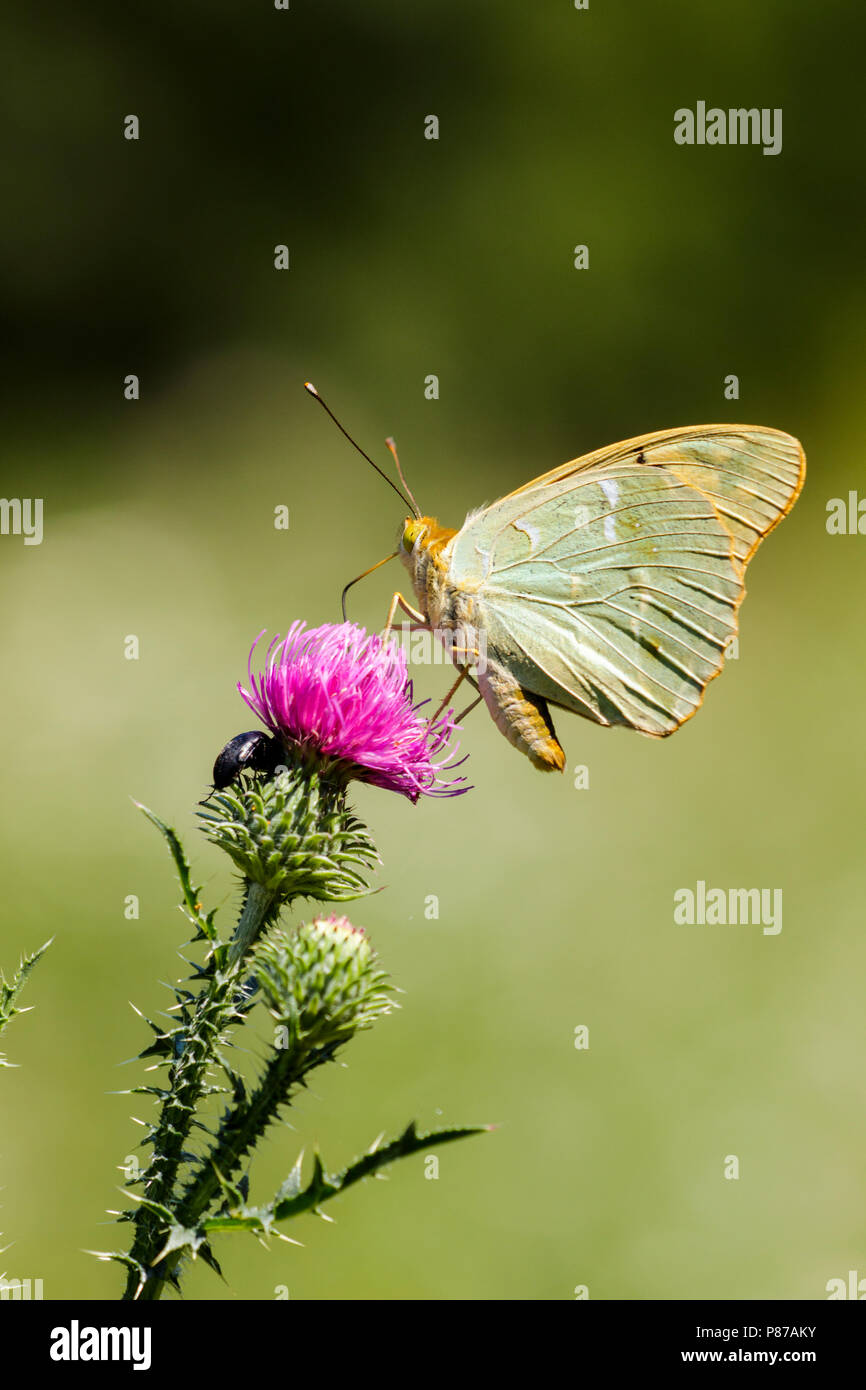 Cardinal butterfly hi-res stock photography and images - Alamy