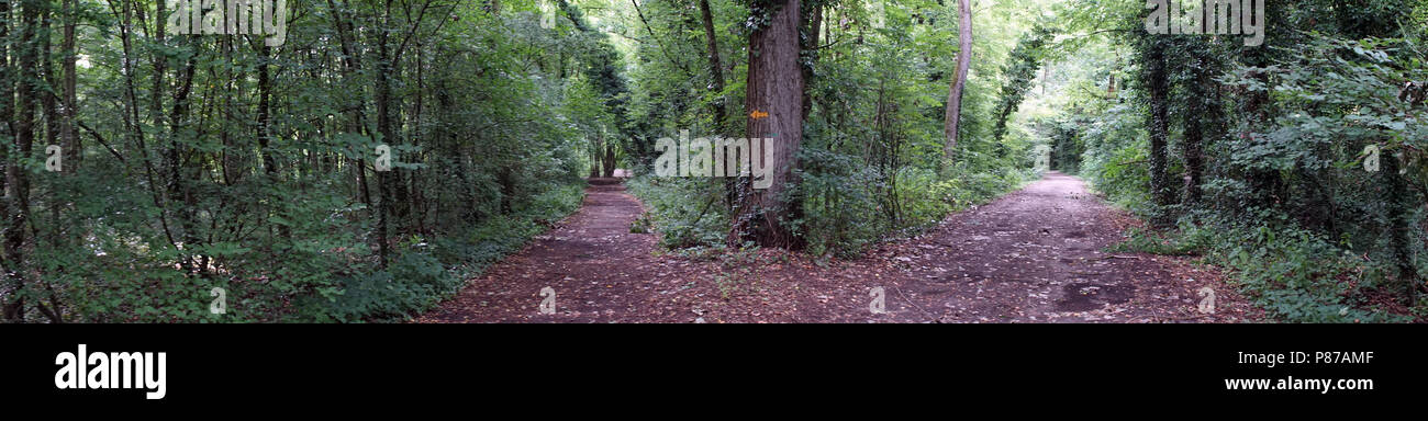 Two dirt roads in the forest Stock Photo - Alamy