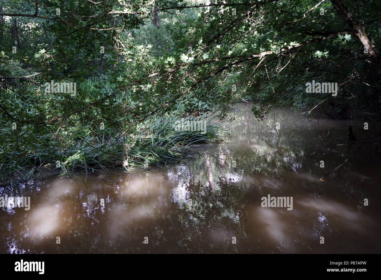 Shadow and sunlight on the river in the forest Stock Photo - Alamy