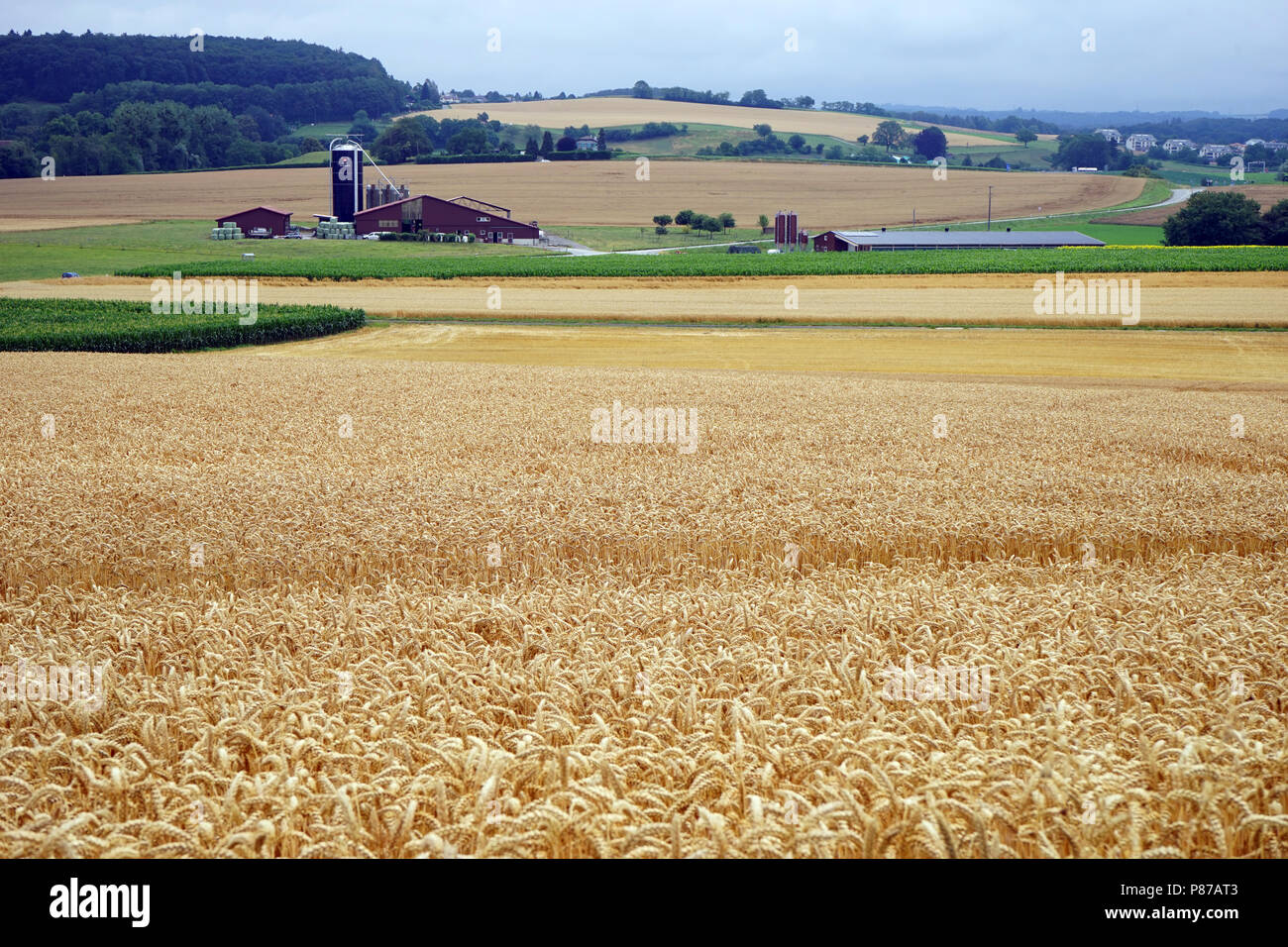 Weat field and farm in Switzerland Stock Photo - Alamy