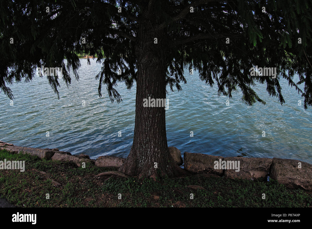 Tree branches hanging over water hi-res stock photography and images ...
