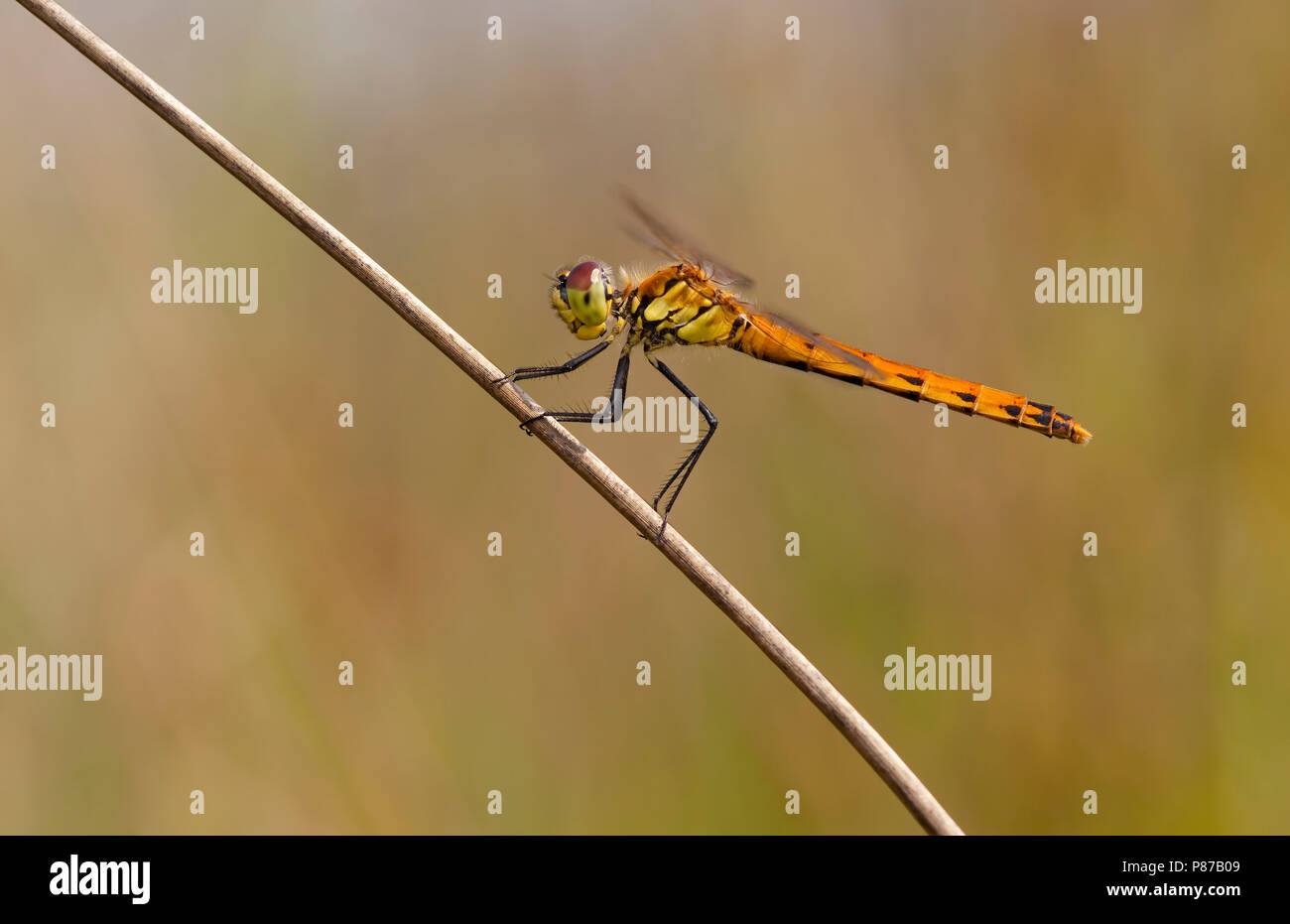 Imago Kempense heidelibel; Adult Spotted Darter Stock Photo - Alamy