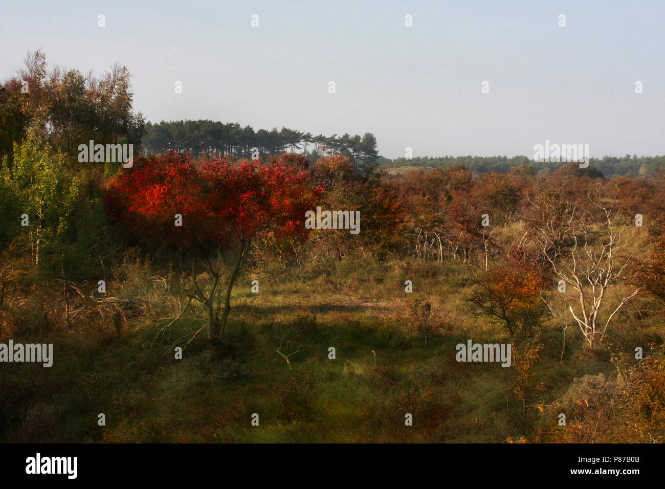 Kennemerduinen, Nationaal Park Zuid-Kennemerland, Nederland ...