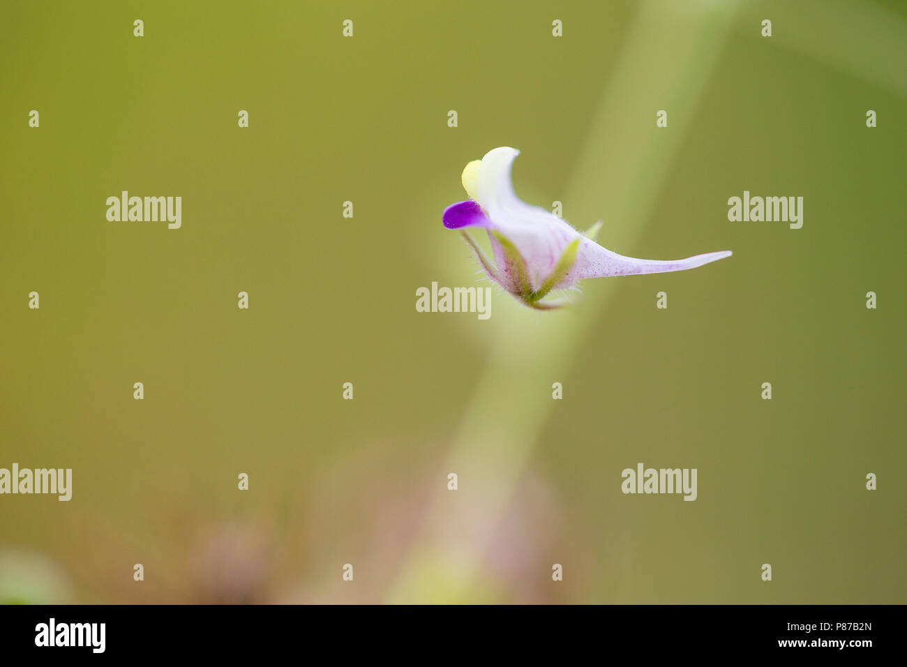 Fluellen hi-res stock photography and images - Alamy