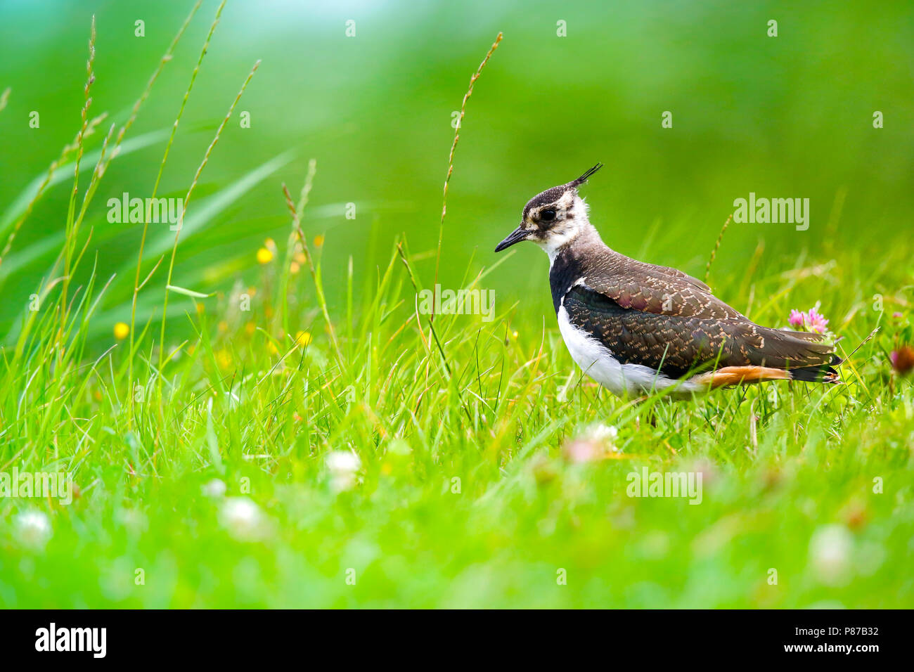 jonge kievit; young lapwing Stock Photo - Alamy