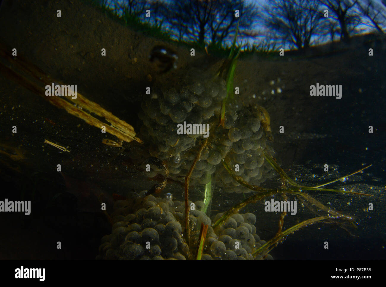 kikkerdril, Frog spawn Stock Photo - Alamy