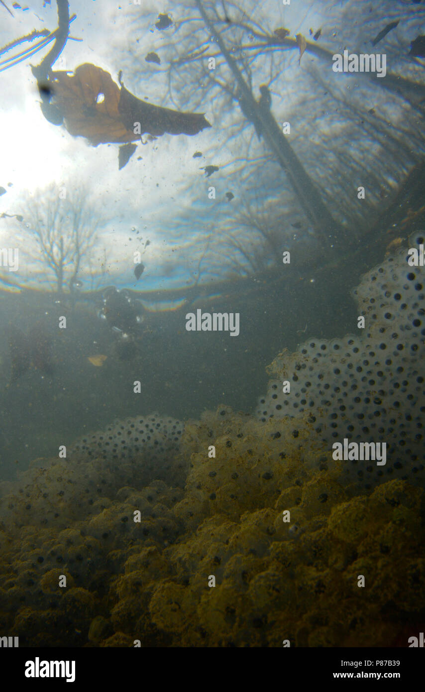 kikkerdril, Frog spawn Stock Photo - Alamy