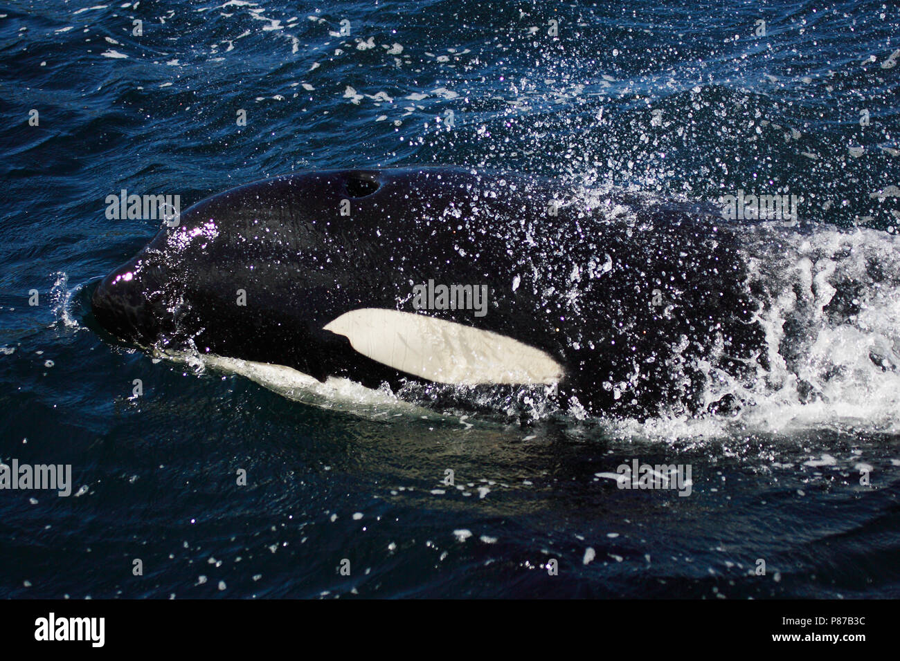 Orka whale hi-res stock photography and images - Alamy
