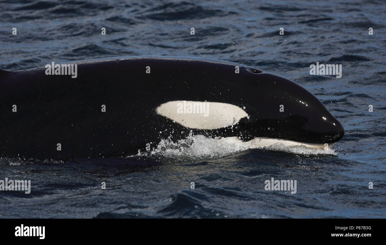Orka whale hi-res stock photography and images - Alamy