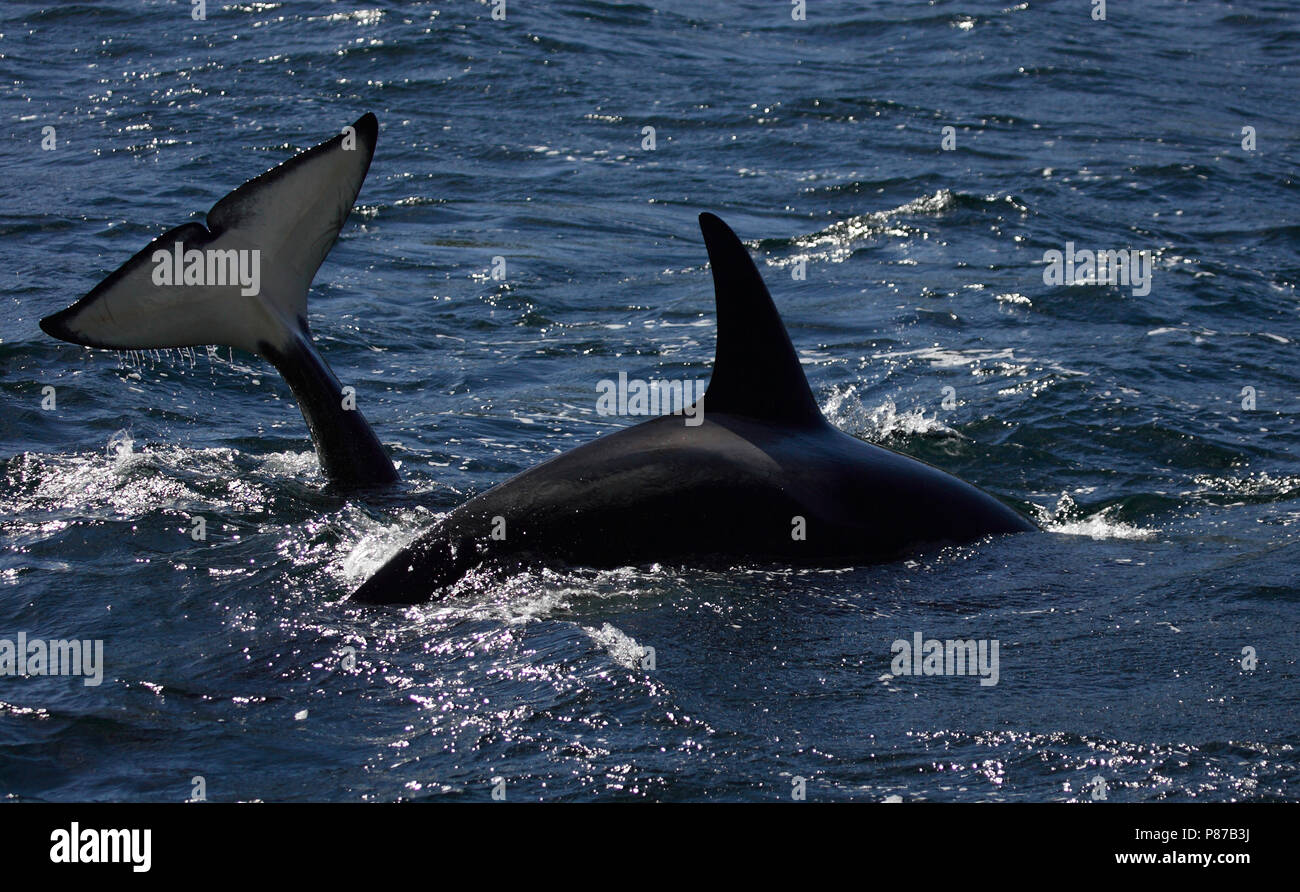Orka, Killer whale, Orcinus orca Stock Photo - Alamy