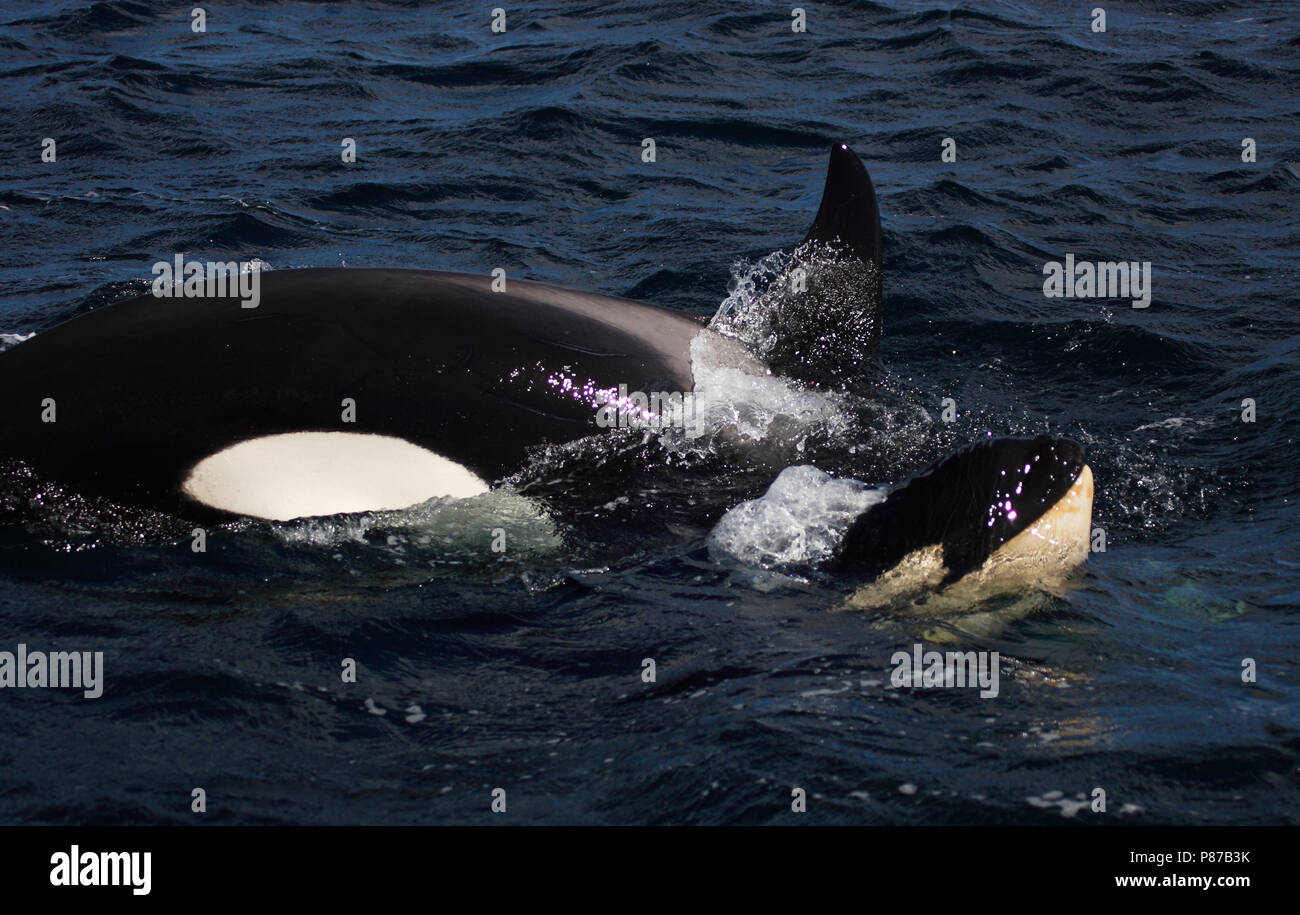 Orka, Killer whale, Orcinus orca Stock Photo - Alamy