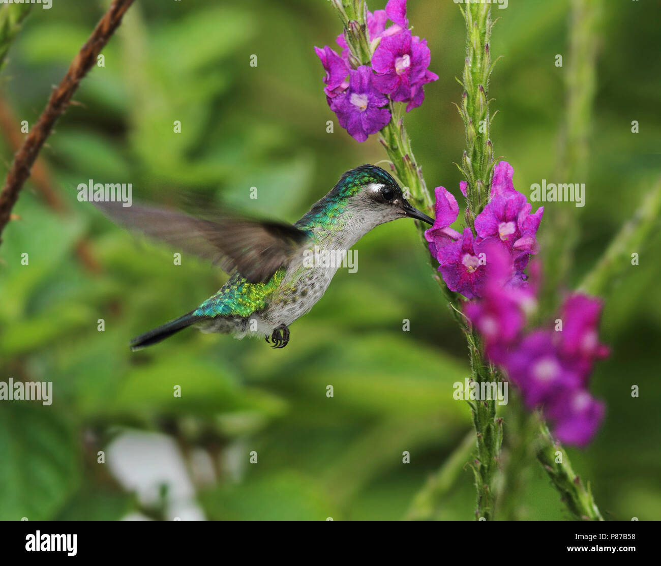 Violet headed hummingbird hi-res stock photography and images - Alamy