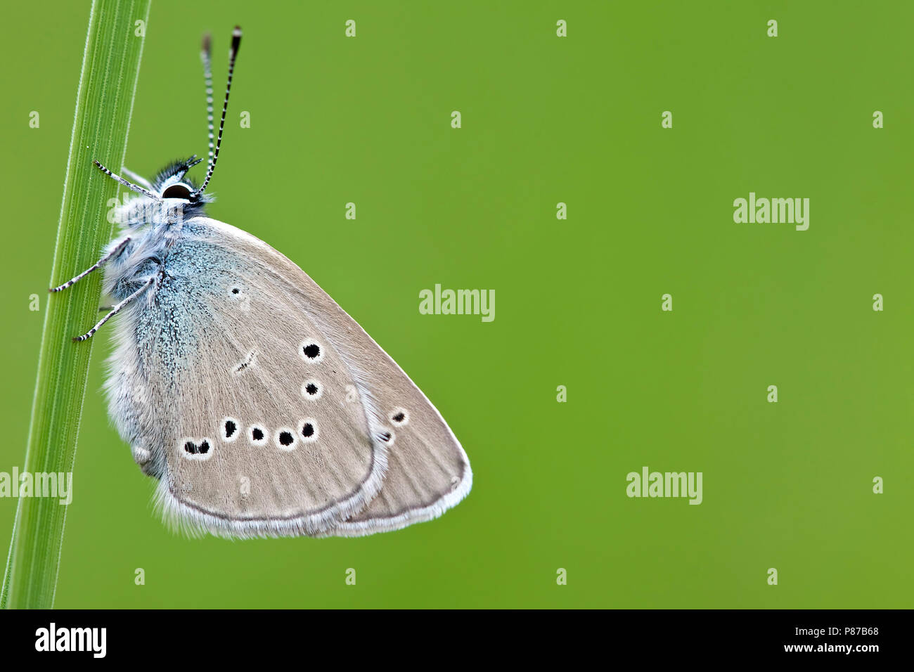 Mazarine Blue Stock Photos & Mazarine Blue Stock Images - Alamy