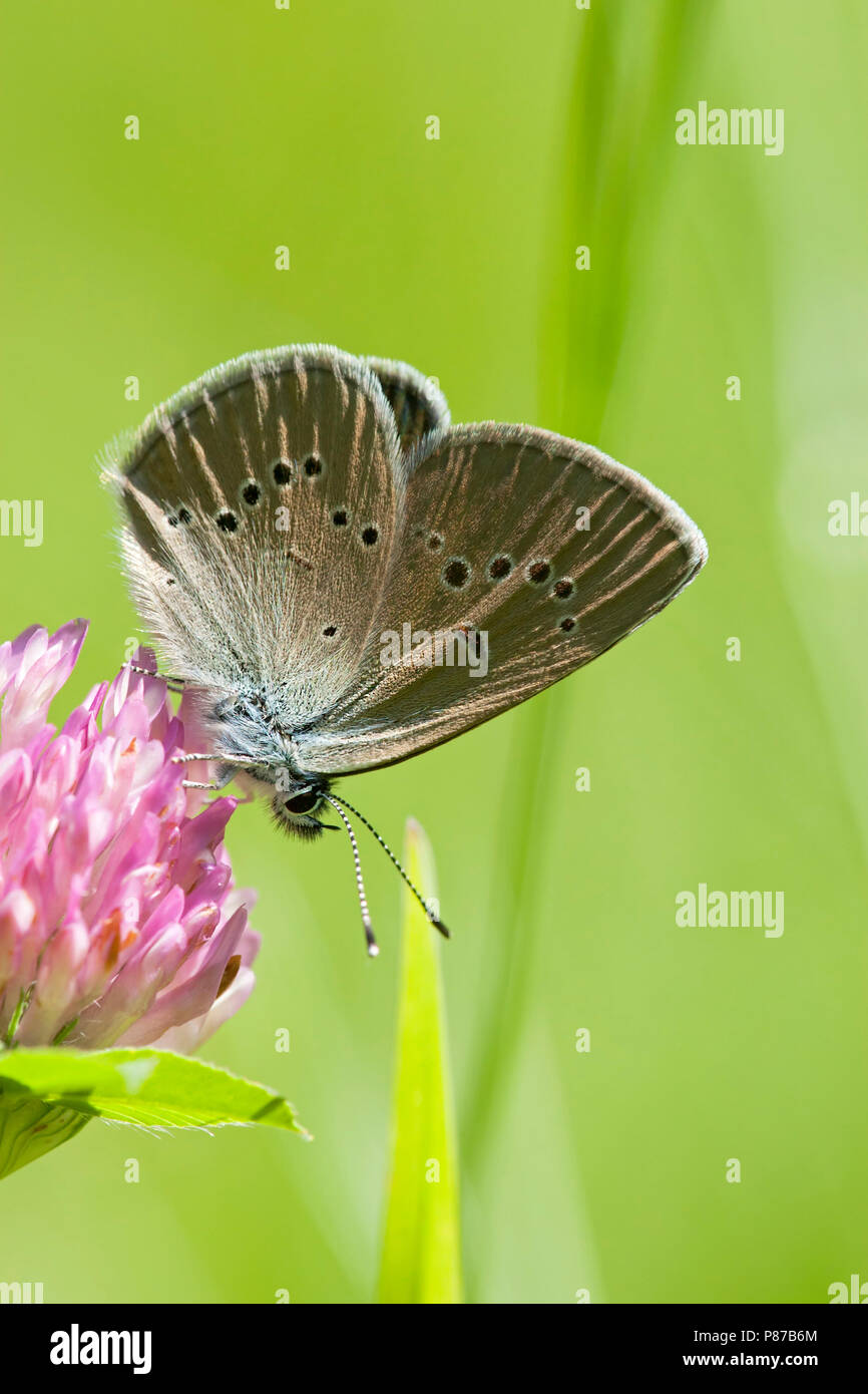 Klaverblauwtje / Mazzarine Blue (Polyommatus semiargus Stock Photo - Alamy