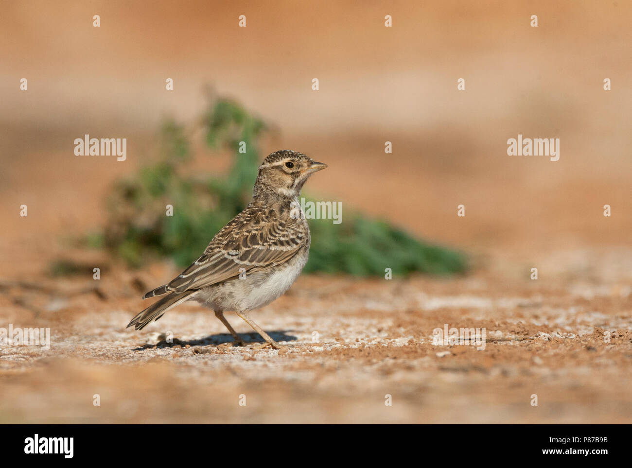 Immature Lesser Short-toed Lark (Calandrella rufescens apetzii ...